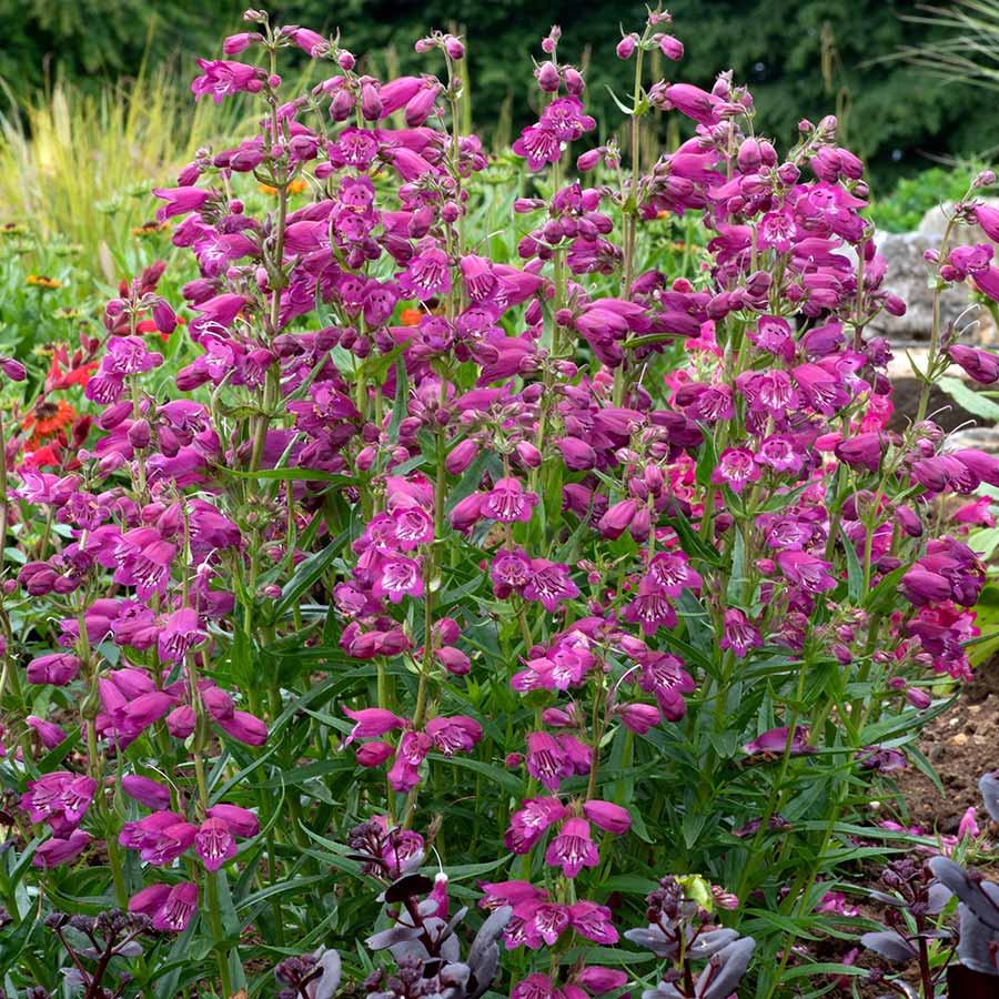 Penstemon / Sunburst / SADNICE