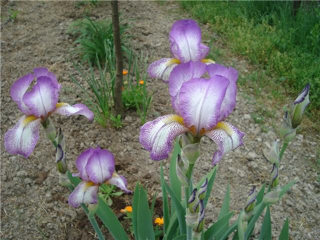 perunike