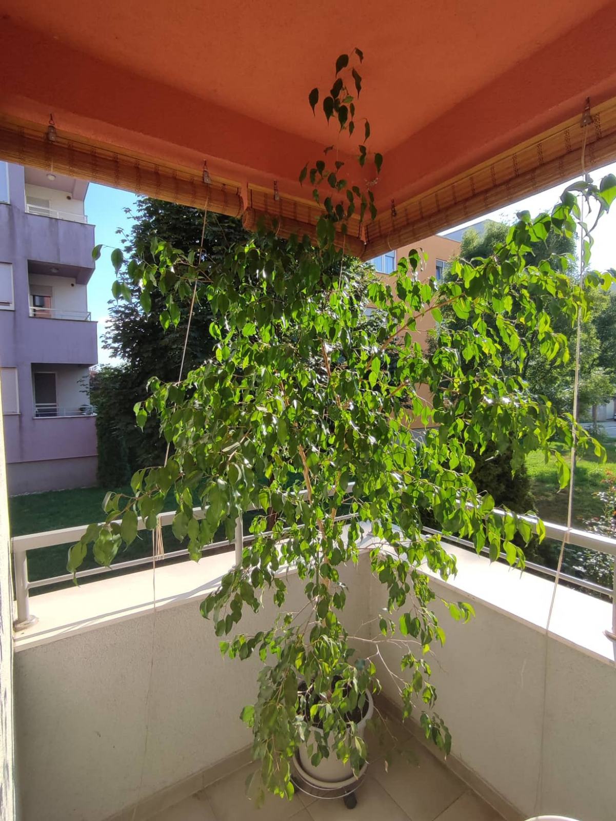 Prodajem Benjamin drvo