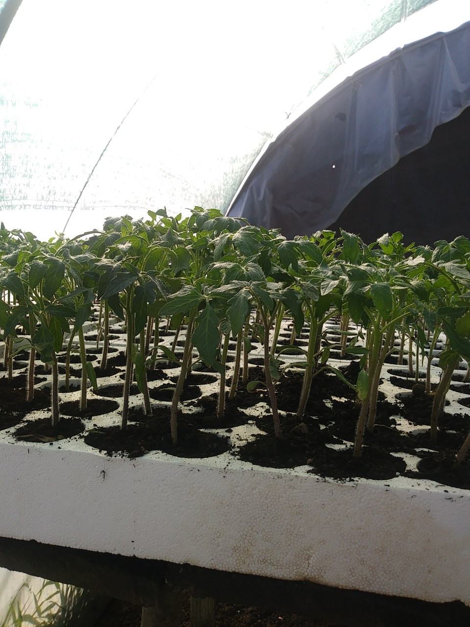 Prodajem flance više vrsta.