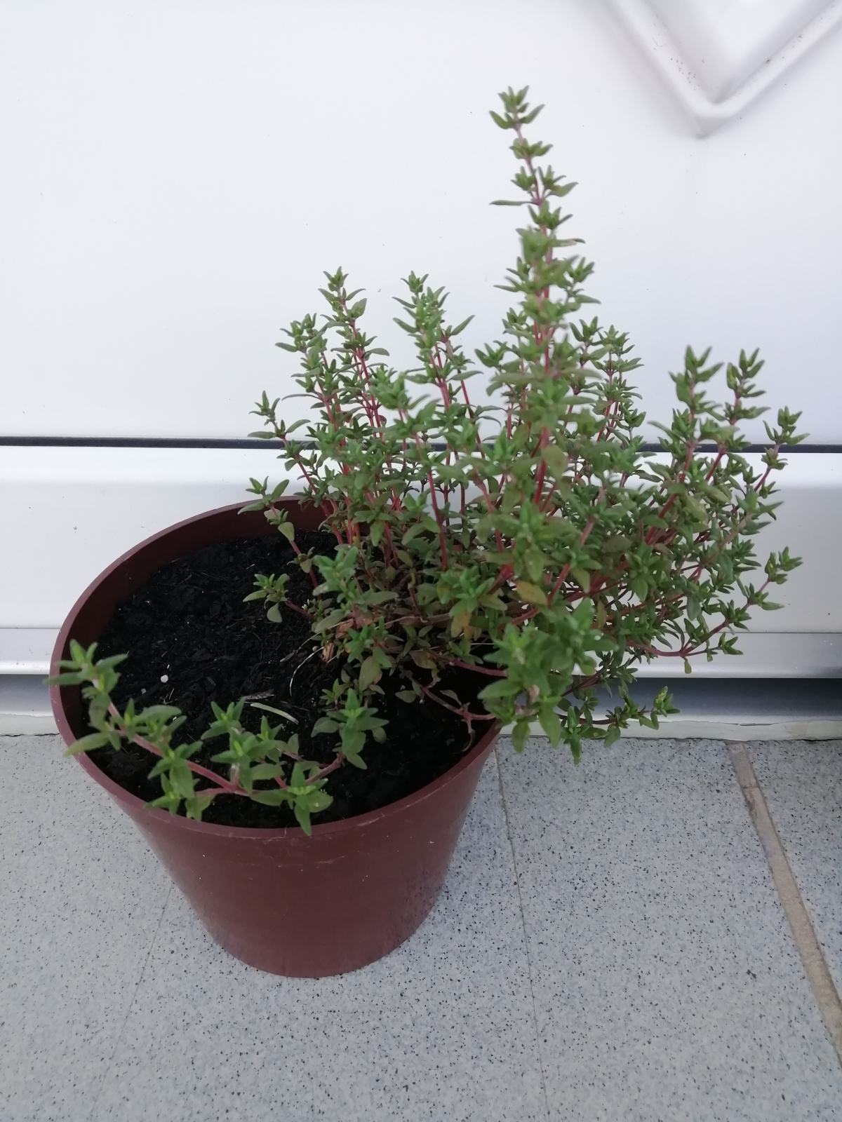 Prodajem presadnice timijana (Thymus vulgaris) u posudi-ograničeno