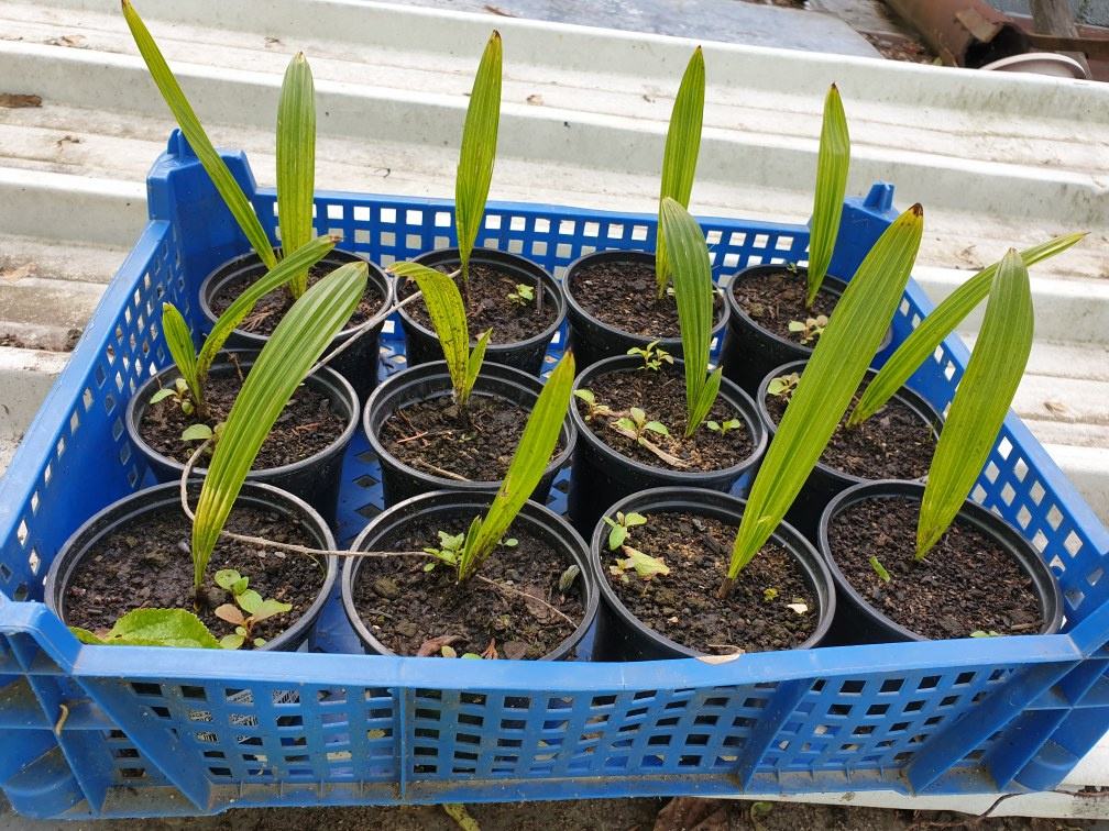 Prodajem sadnice palme Kanarska datulja (Phoenix canariensis)