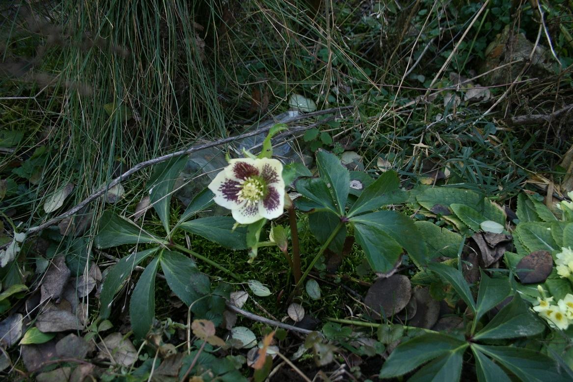 Prodajem sadnice bijelog helleborusa s tamnom sredinom