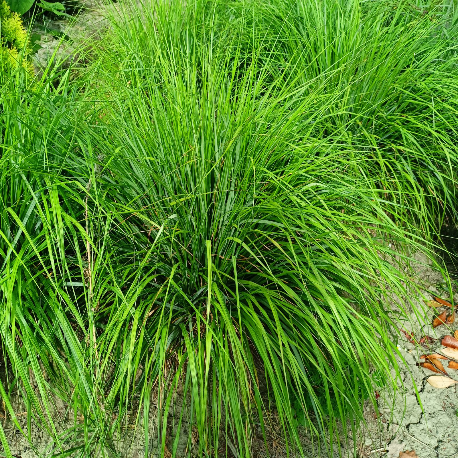 Prosjenjak Pennisetum ukrasna trava sadnice