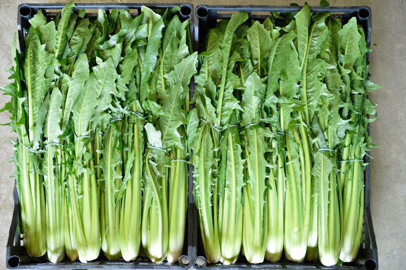 Radić katalonski / Ljekovita povrtnica / Sjeme