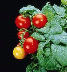 Rajčica crveni rubin 30+ sjemenki