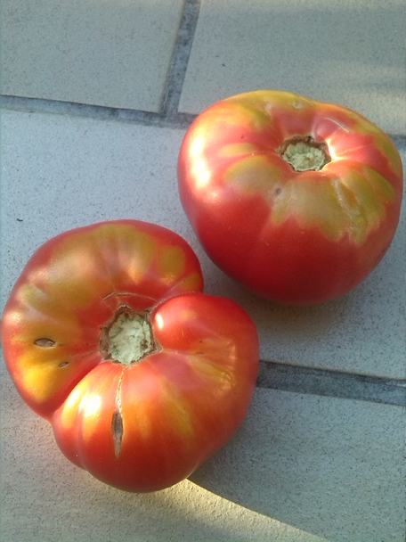 RAJČICE SJEME (Sandul Moldovan, Tumbler, Mats wild cherry)