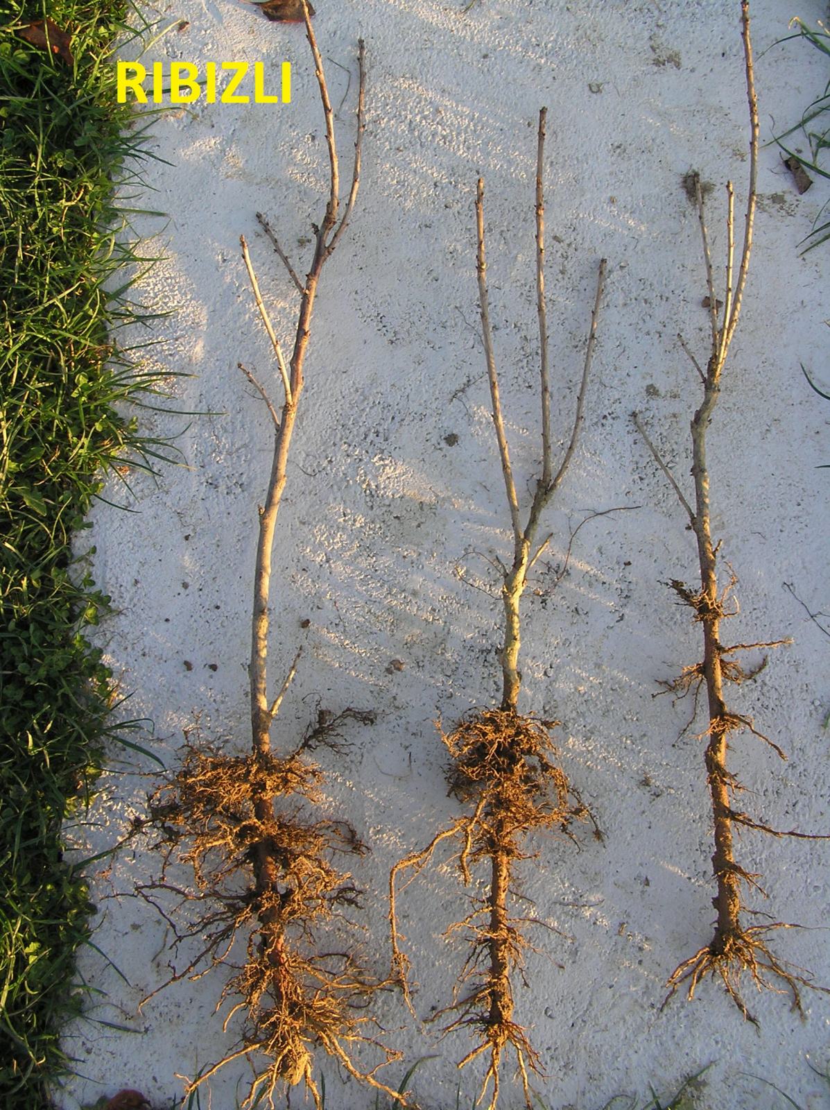 RIBIZL CRVENI CRNI BIJELI - JOSTA - OGROZD