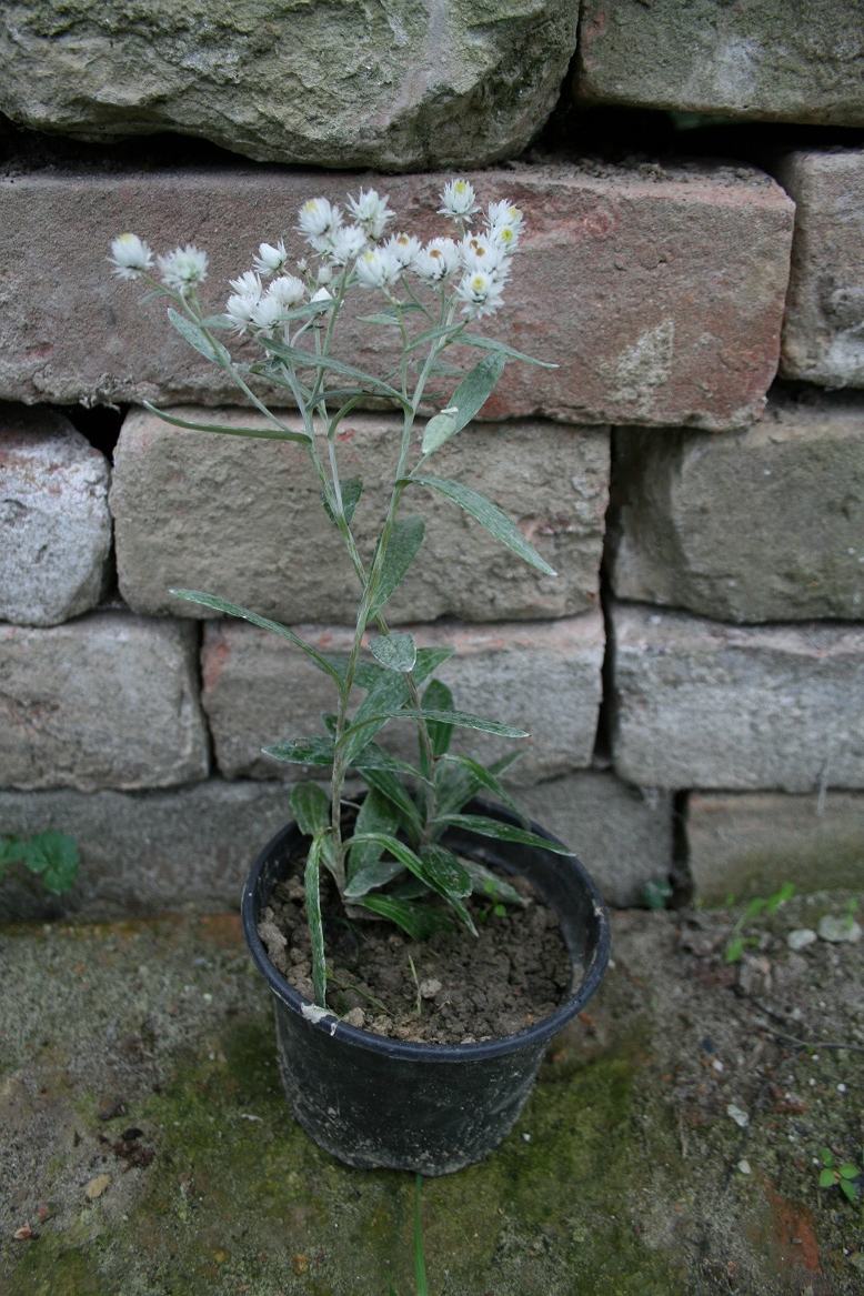 Runolist (anaphalis), sadnice