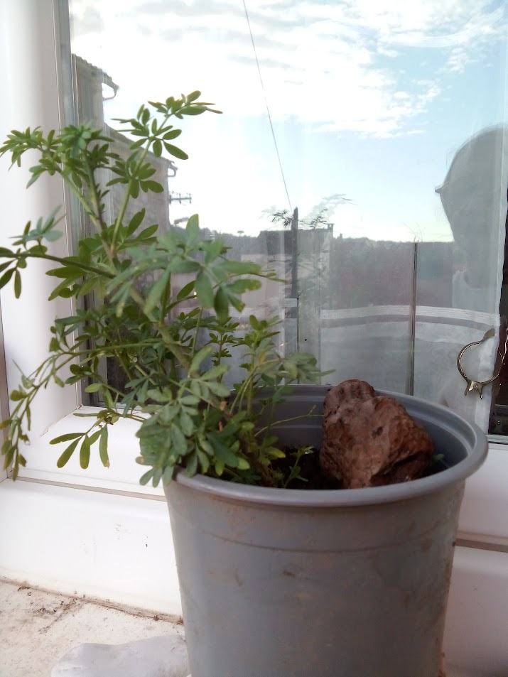 Ruta , sedefil magična biljka