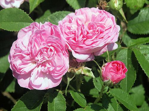 Ruža - stolisna (centifolia)