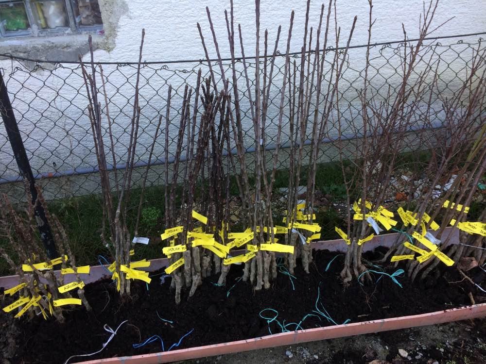 SADNICE BADEMA i STUPASTIH VOČKI