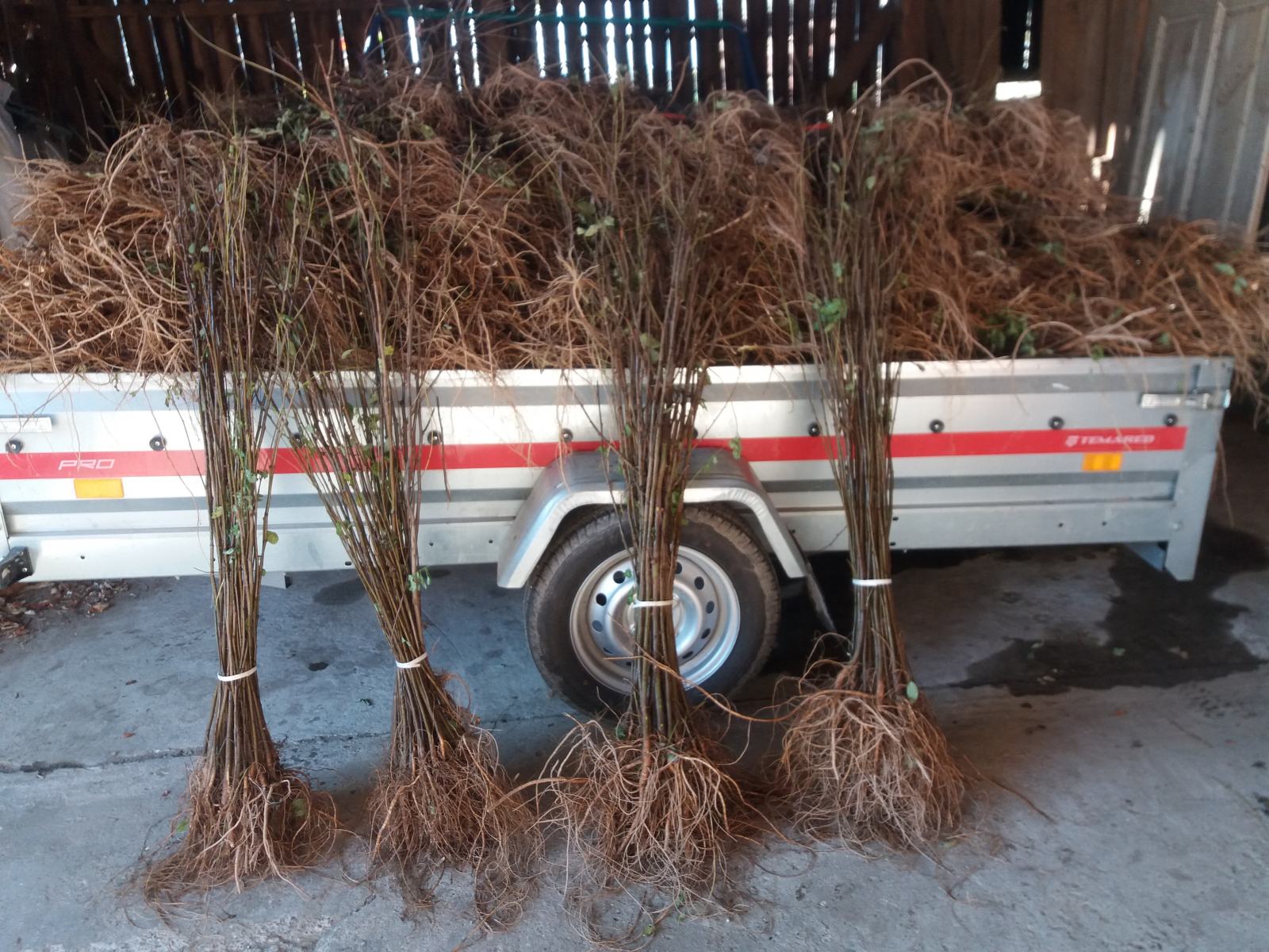 Sadnice bagrema i topole