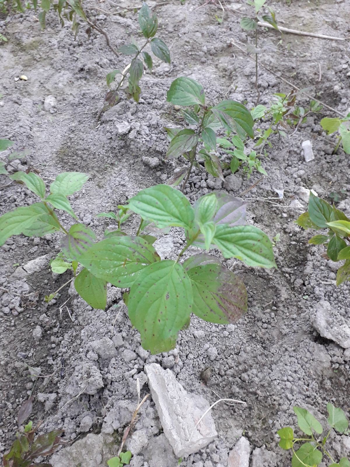 Sadnice drena i višnje maraske