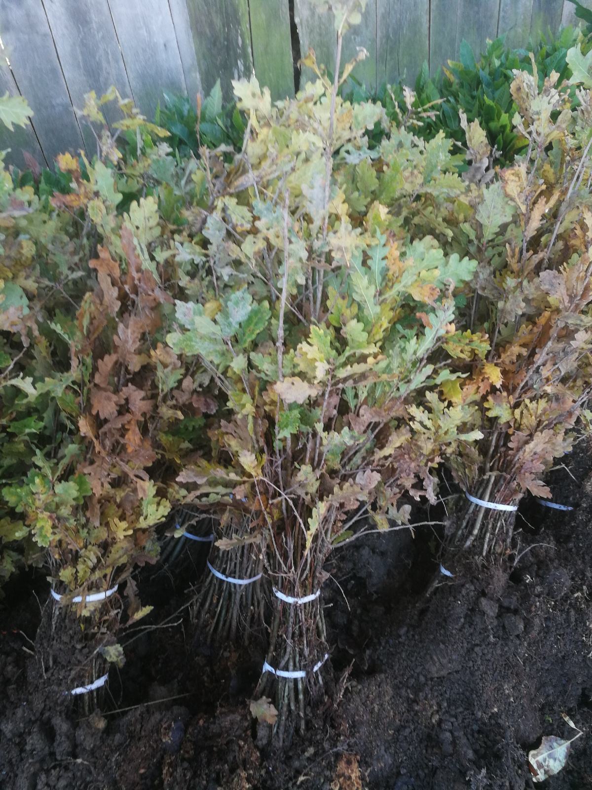 Sadnice hrast luznjak, dvogodisnje sadnice, 0.30 EUR/kom