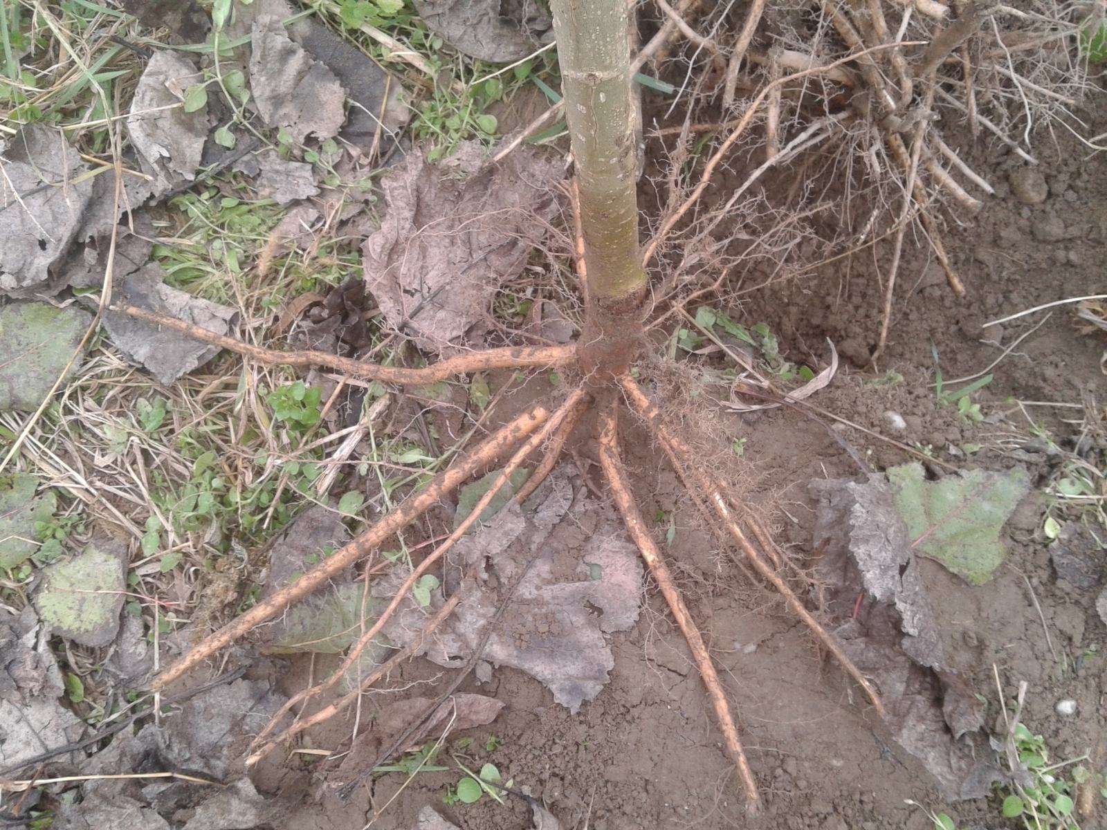 Sadnice KANADSKE TOPOLE-dvogodišnje.Novo Virje