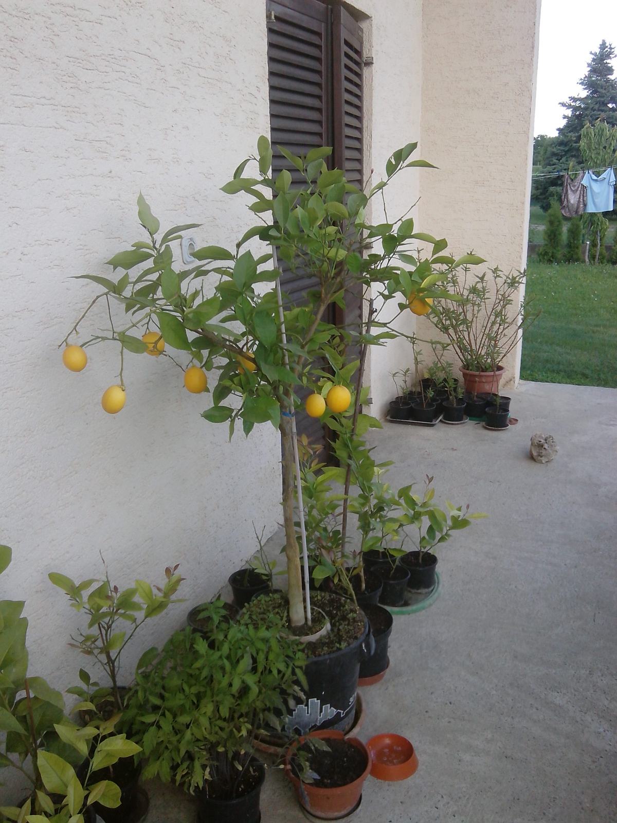 SADNICE LIMUNA MJESEČAR 8-10 GODINa STAREs PLODOVIMA PRODAJEMO