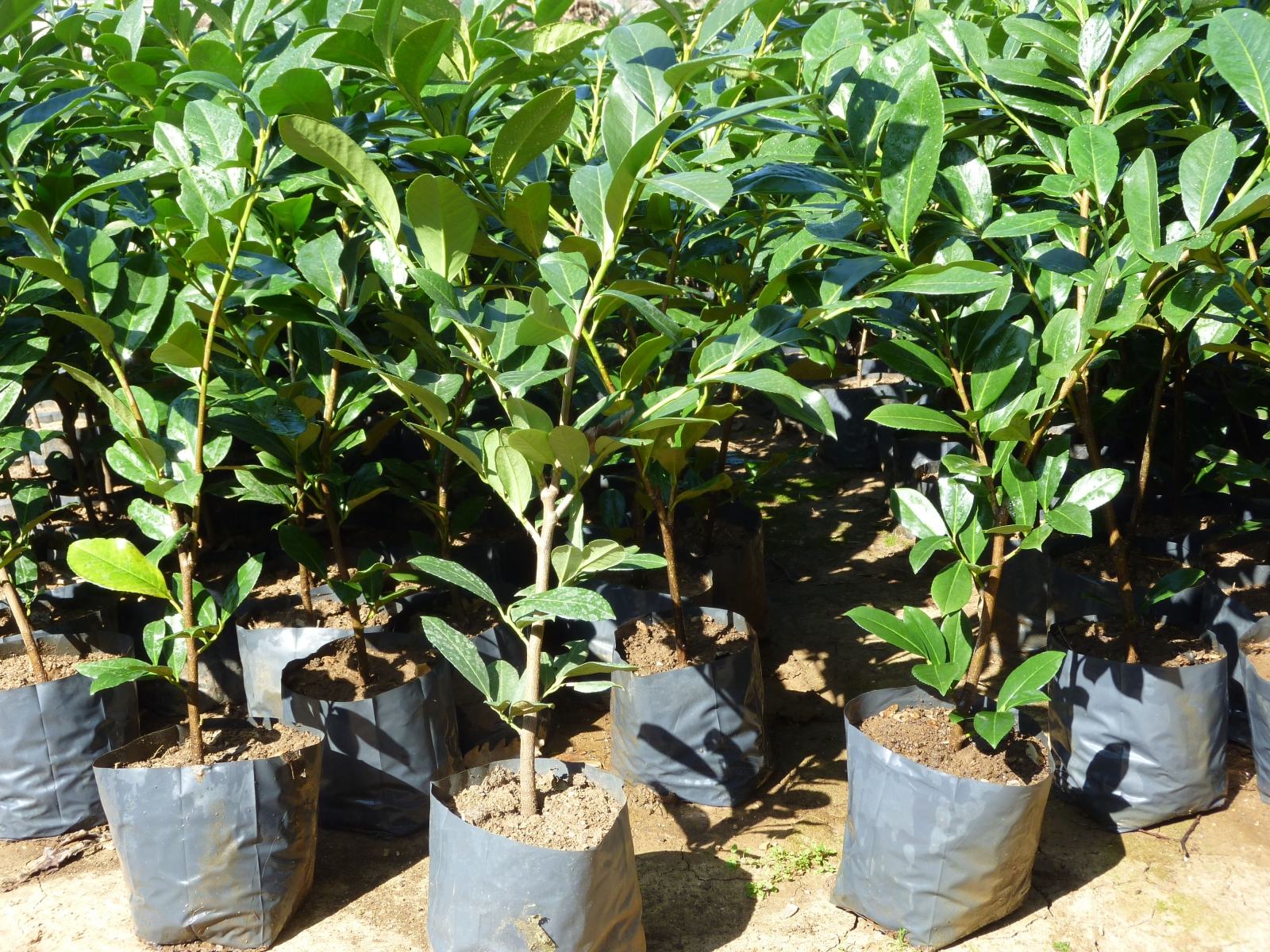 Sadnice Lonor Visnje u plasticnim Kontinjerima prodajem