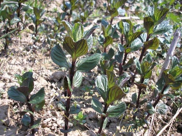 Sadnice mente metvice crne nane ....