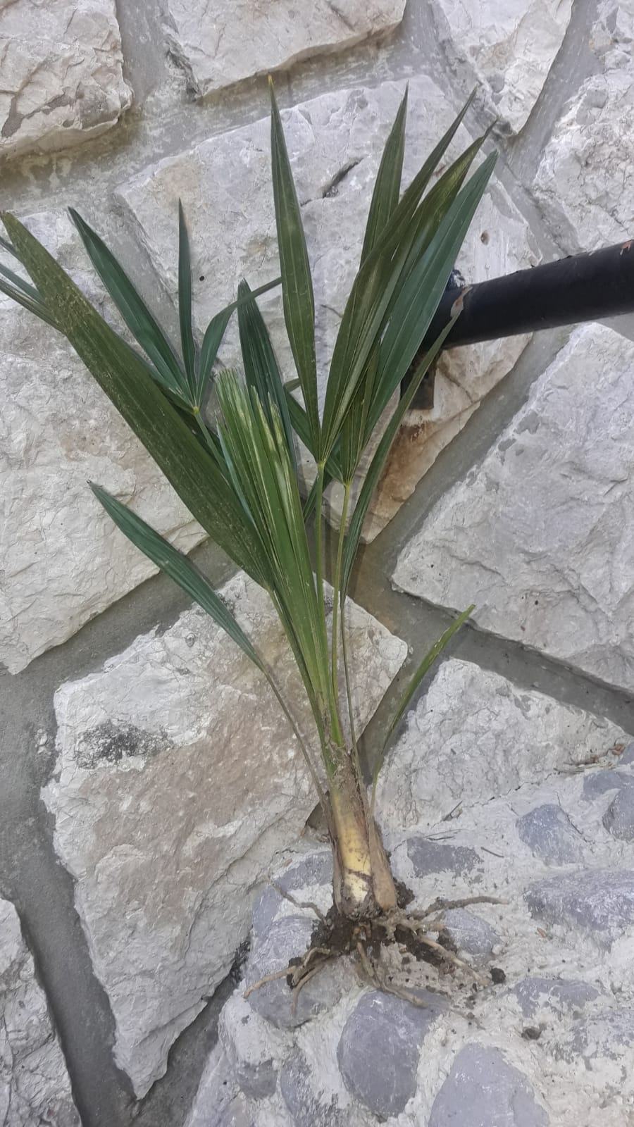 Sadnice palme i lovora