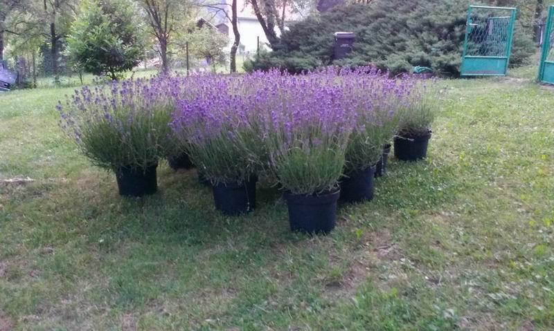 Sadnice lavanda angustifolia (prava lavanda)