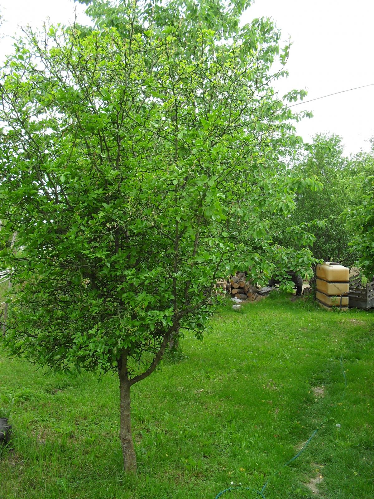 SADNICE SIBIRSKOG LIMUNA