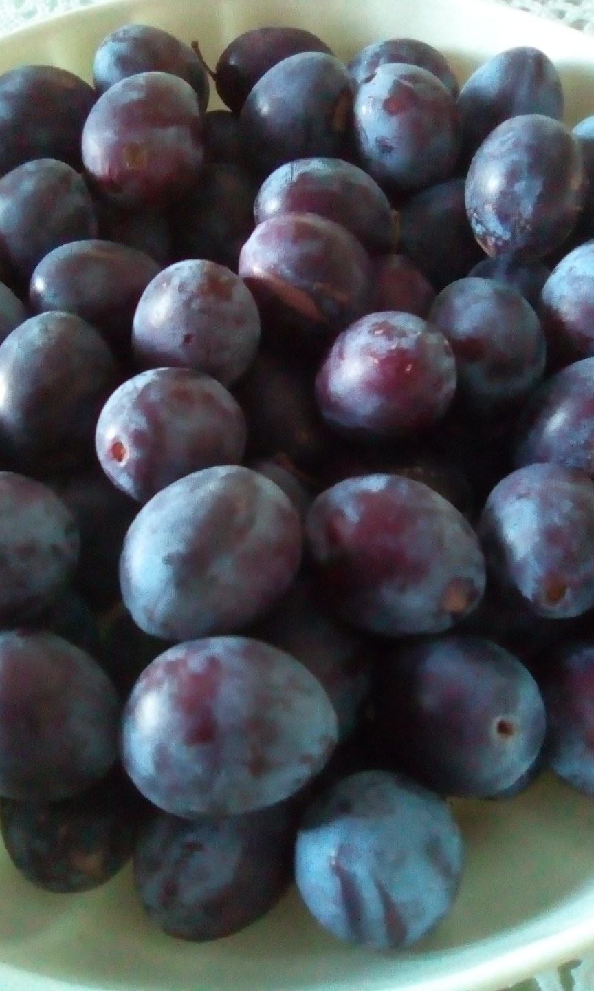 Šljive plave i žute - sadnice