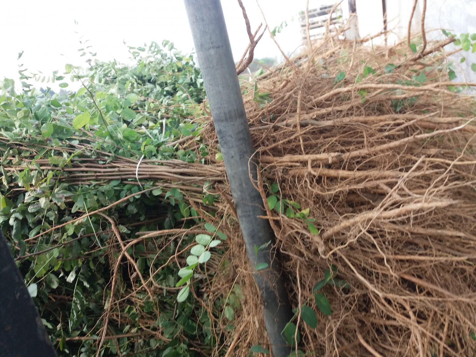 Sadnice božićnih drvca, bagrema i topole