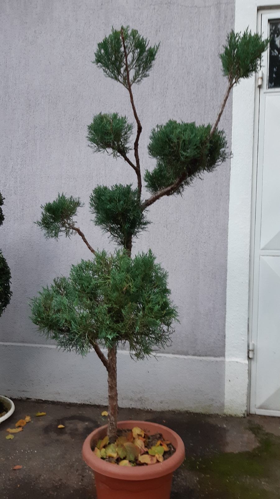 Sadnice tisa,srebrni čempres ukrasno šišane, topiary, bonsai
