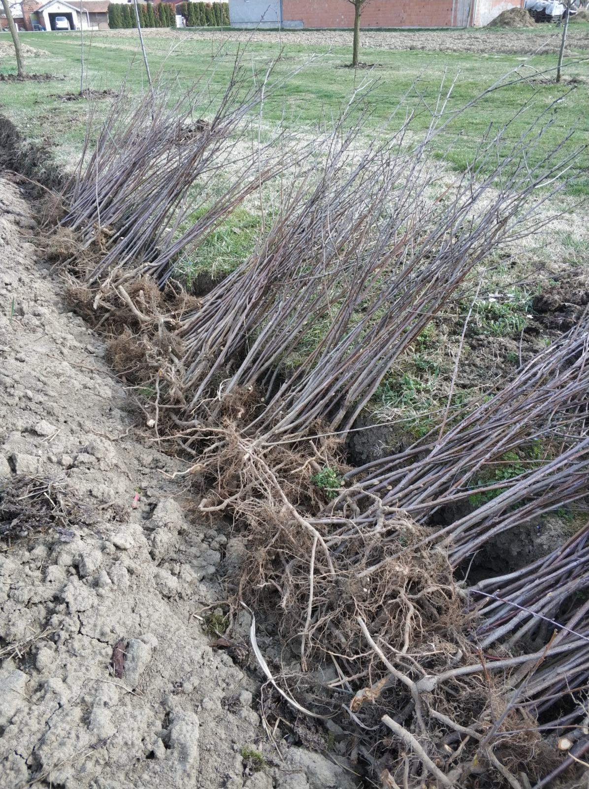 Sadnice visnje oblačinske 8 kn/kom