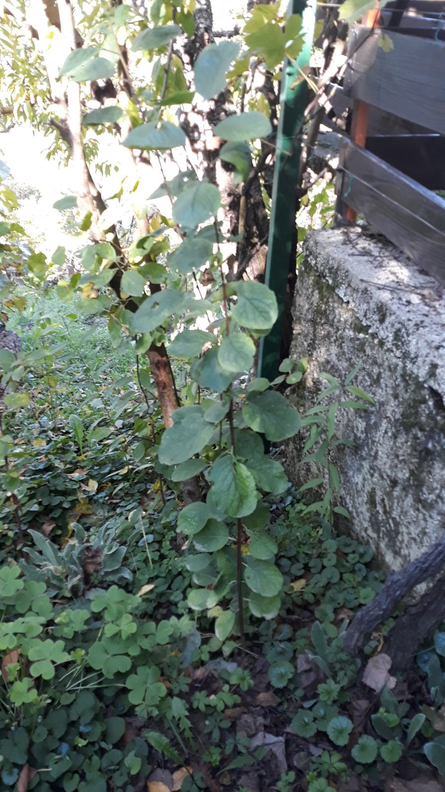 Sadnice žute šljive okrugle,rane