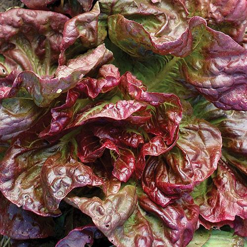 Salata crvena puterica / Domaće sjeme