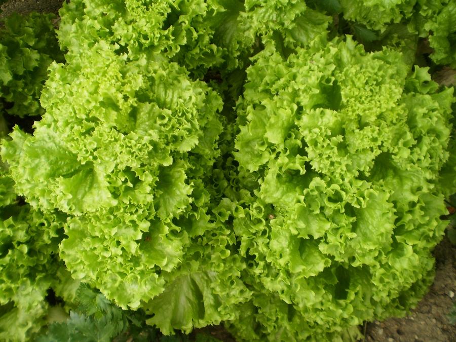 Salata Lollo Bionda-sjeme(1000 sjemenki)