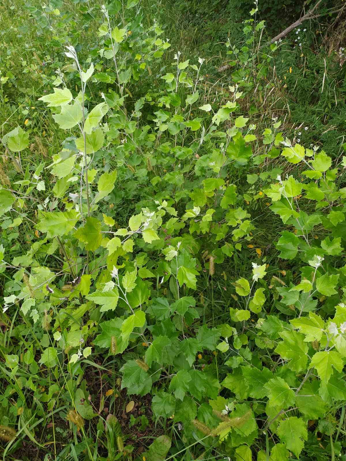 Sadnice bijele topole