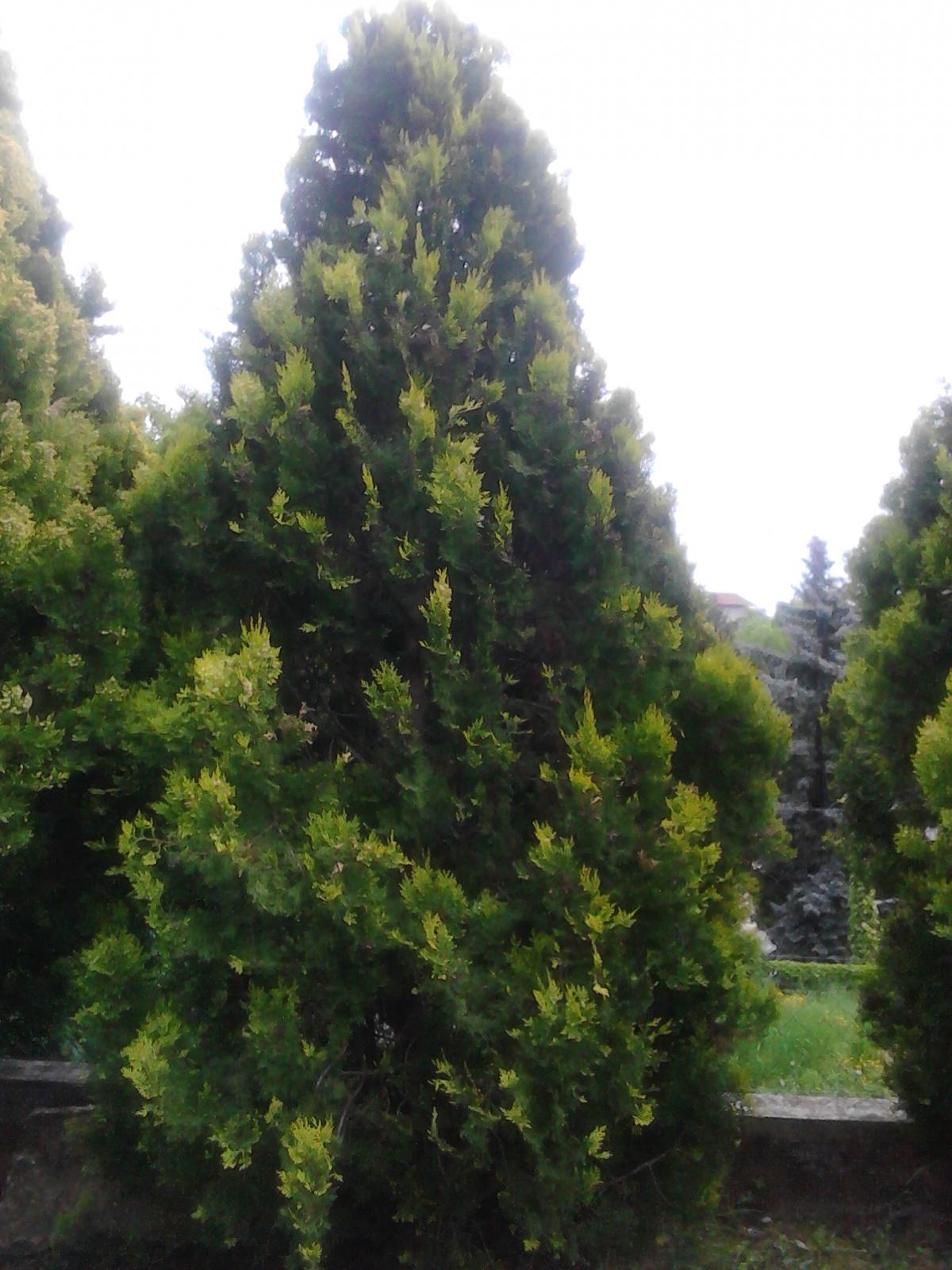 Thuje (velike) elegantissima i smaragd