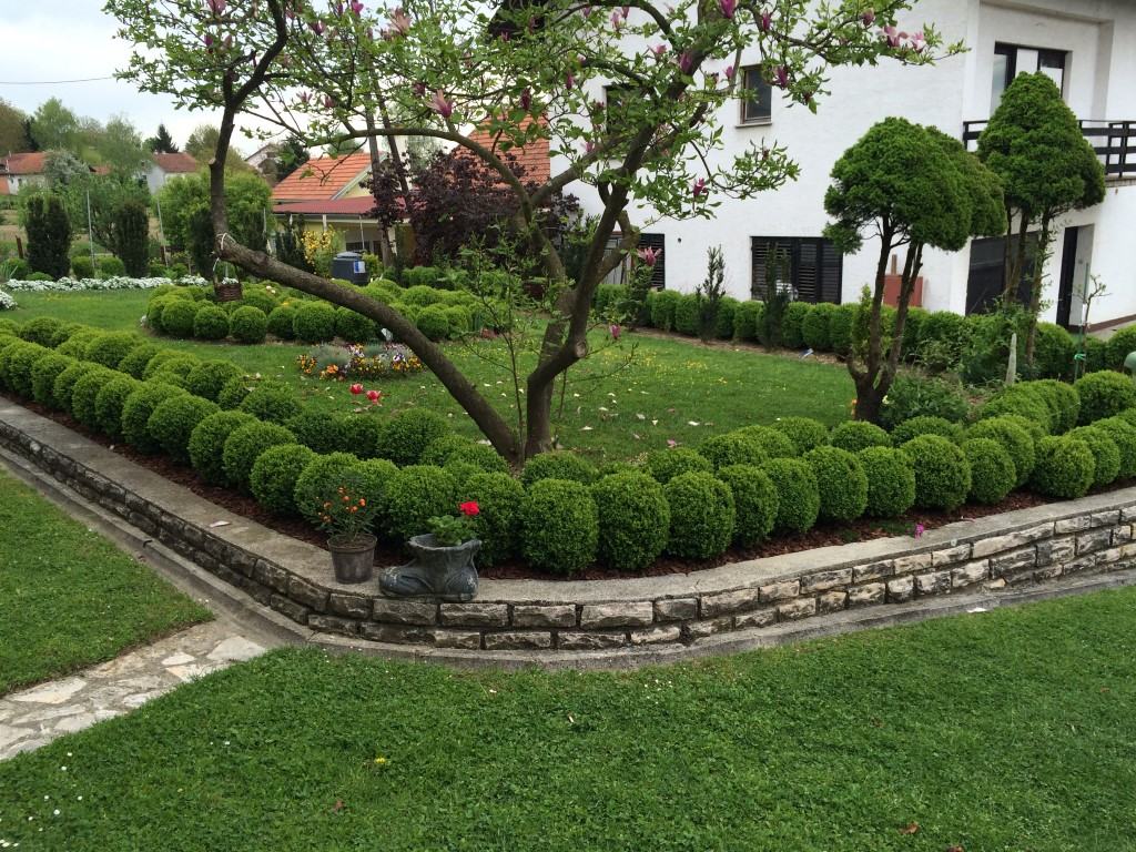 Šimšir / Buxus i tisa