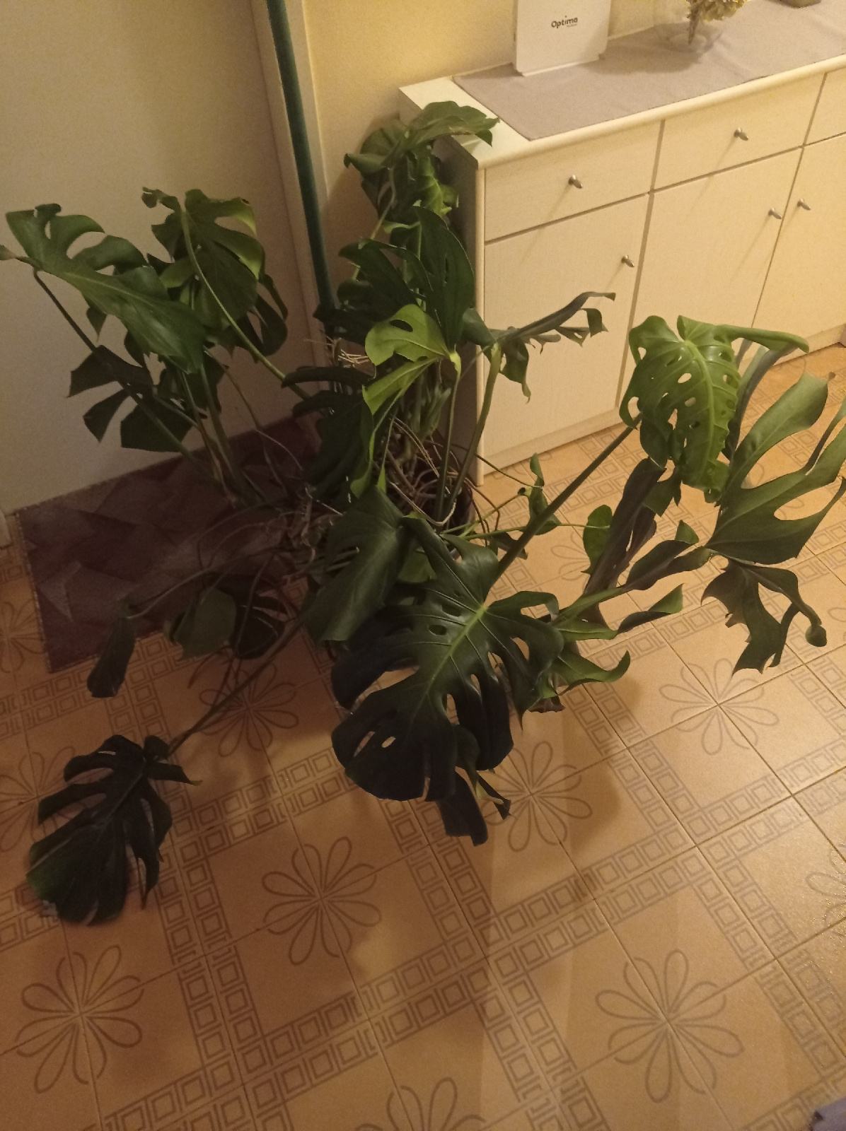 Sobna biljka Monstera