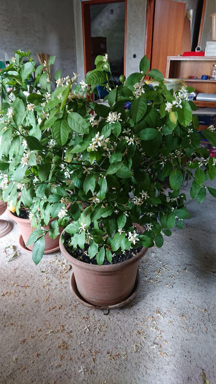 Stablo Limun sorta Meyer, 13 godina