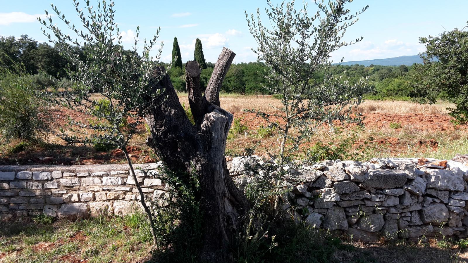 Staro stablo od masline (200 god.)