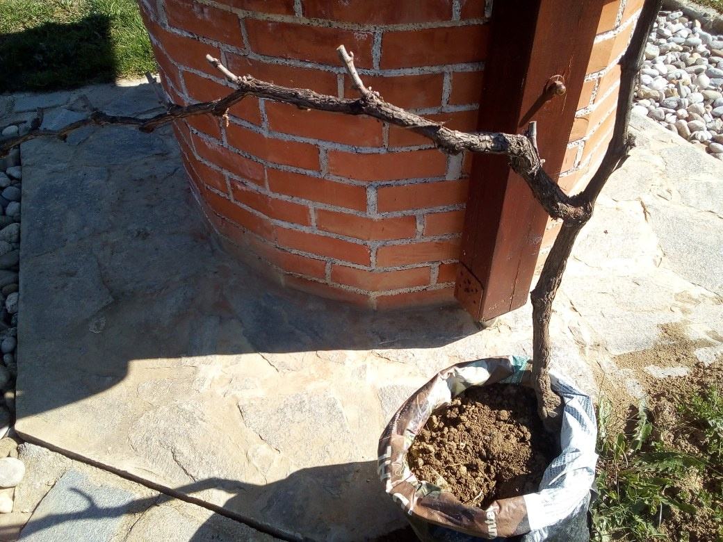 Stolno grožđe veliki trsovi u rodu