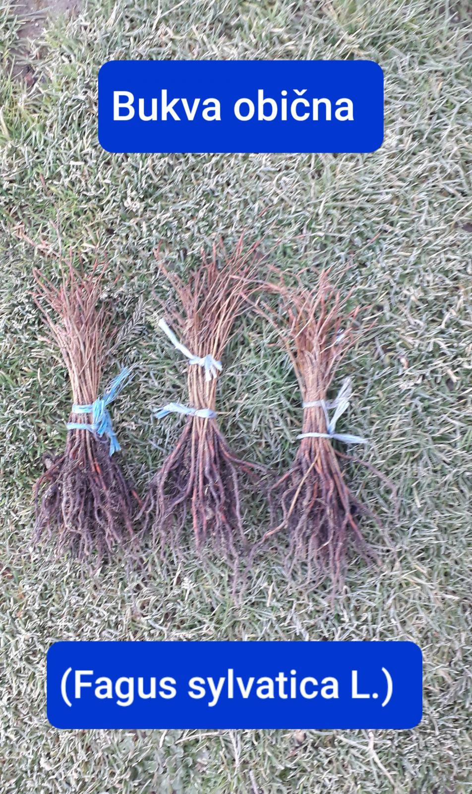 Sadnice-Hrasta Kitnjaka, Bukve, Graba 0,14 € /1 kom.