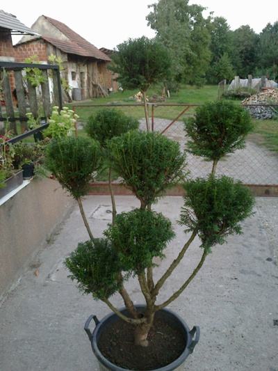 Taxus bacata (tisa)