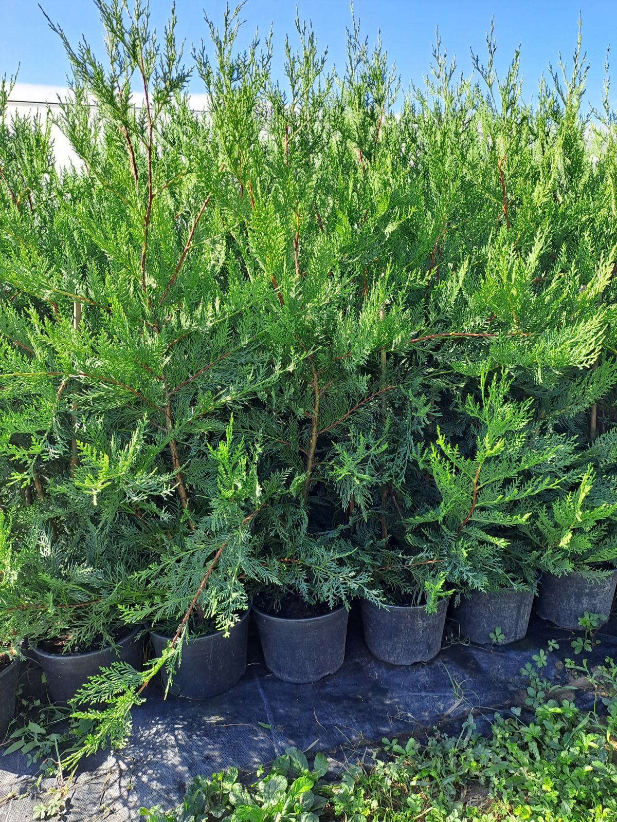 LEYLANDI,LEJLANDI CEMPRES,NAJKVALITETNIJE DOMACE SADNICE!!!