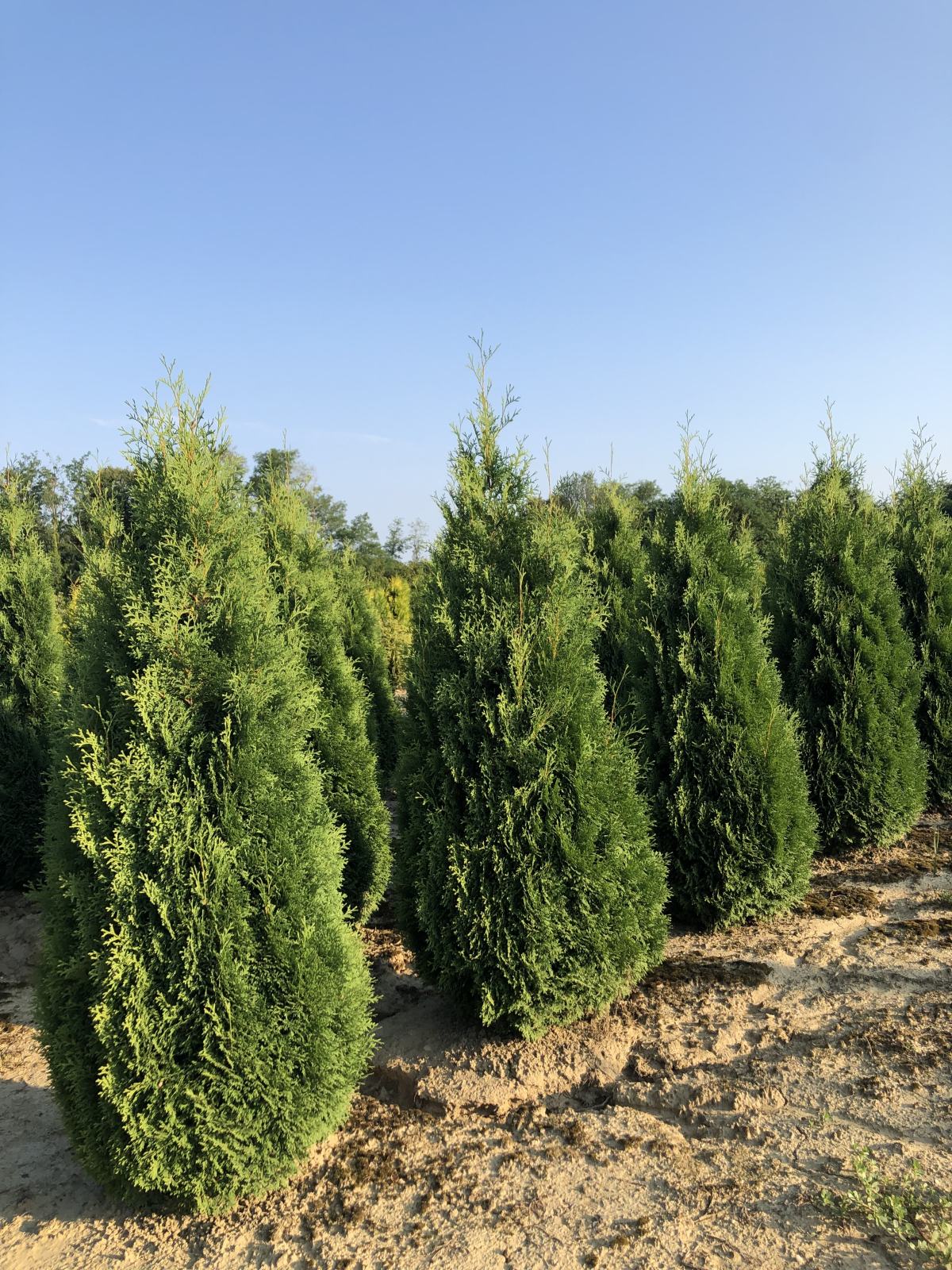 Thuja occidentalis Holmstrup 180-200 cm