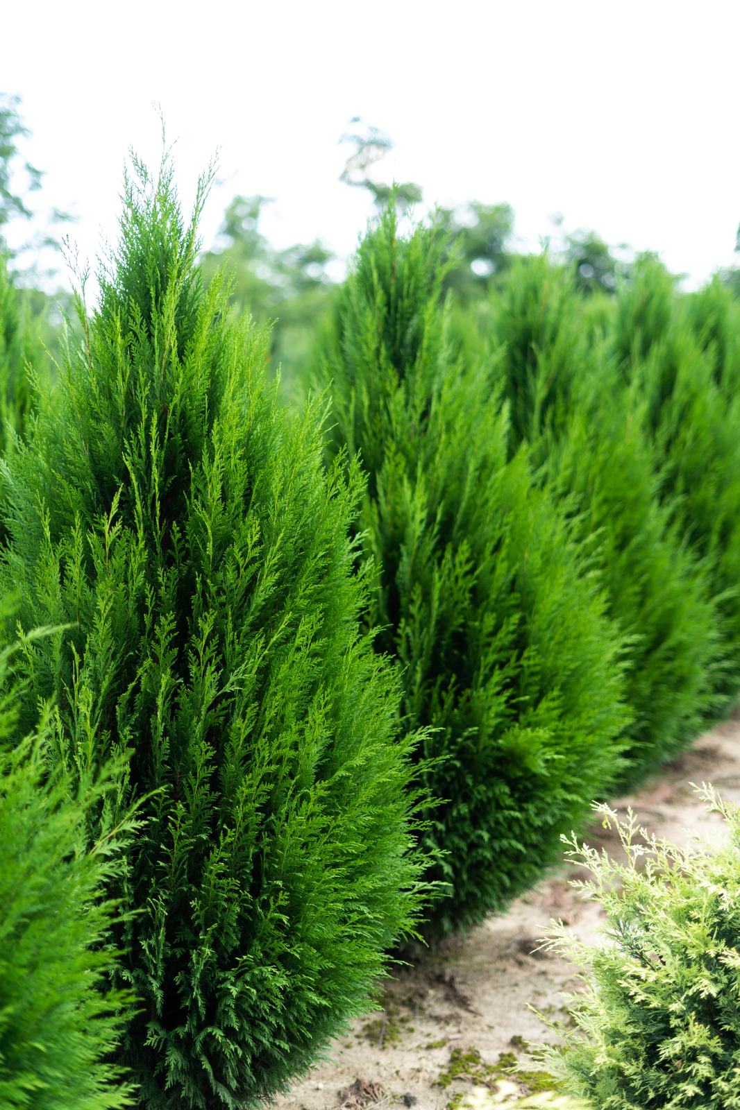 Chamaecyparis lawsoniana Erecta Viridis 220 cm