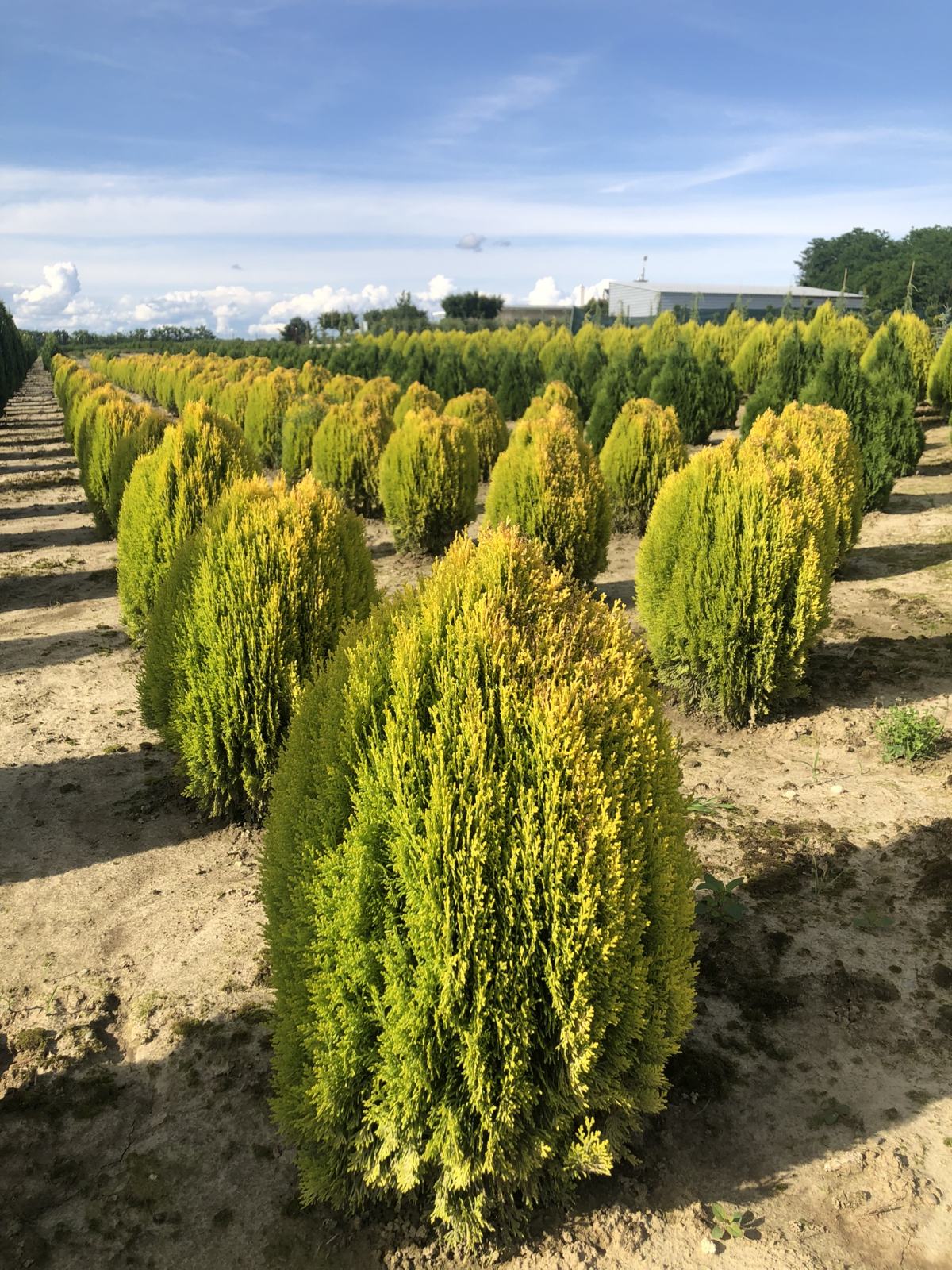 Thuja orientalis Morgan visine 60-70 cm, širina 50-60 cm