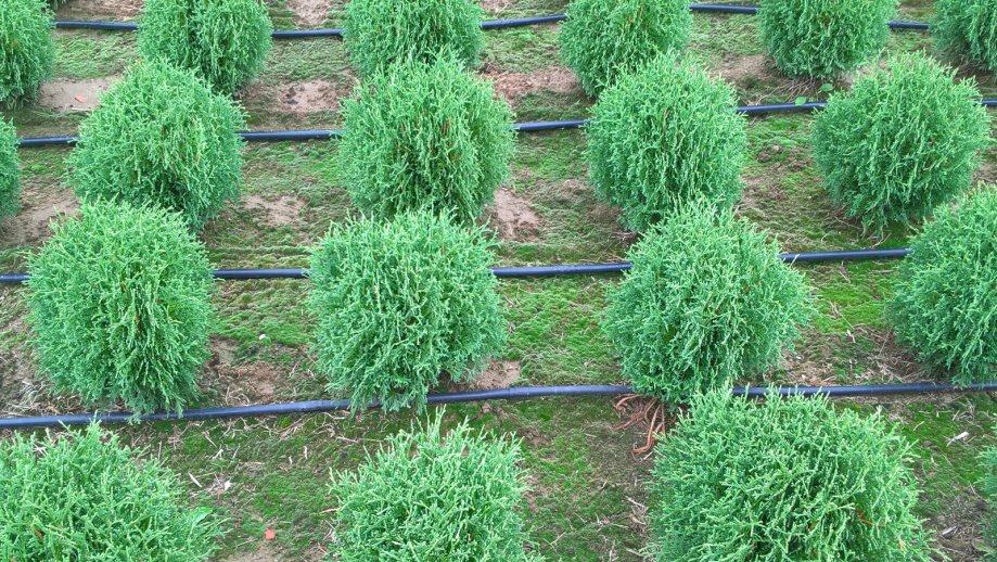 Thuja, pačempres, lovorvišnja, borovica, tisa