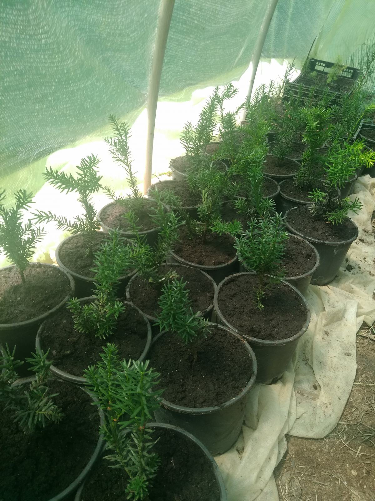 TISA - Taxus x media Hicksii - sadnice tise