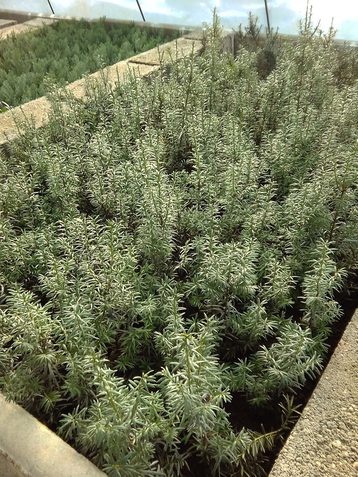 TISA ZA ŽIVICU (taxus bacata Hicksii)