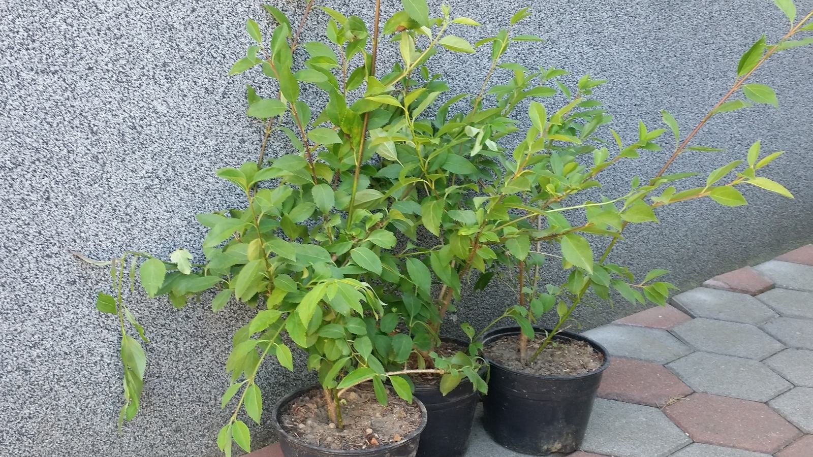 Trogodišnje, kontejnirane sadnice forzicije